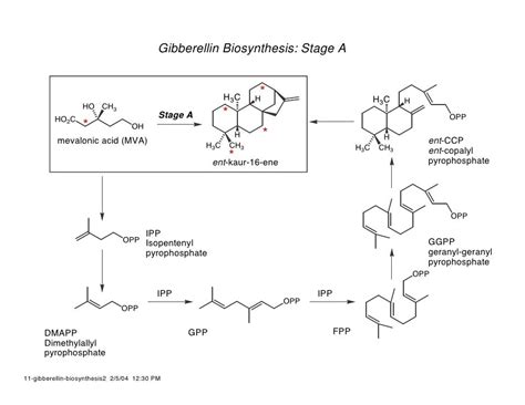Gibberellins