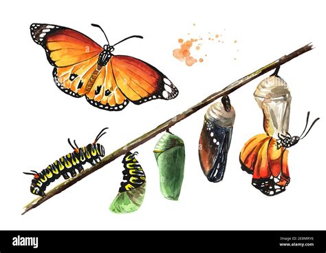 Butterfly Metamorphosis Development Stages Caterpillar Larva Pupa