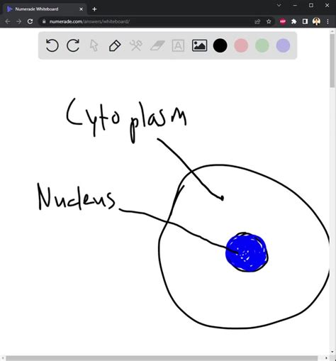 SOLVED What Is The Function Of Trypsin During Cell Culture AND What Is Mechanism By Which It