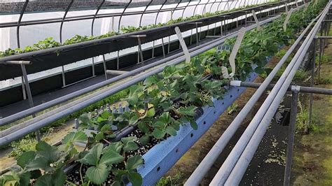 경남거창가조동례2 230327월 25토2회차관주 설향위황병 딸기시들음병 짝병특별처방실험 딸기탄저병 어디에나세트50~200배액1주일간격 010 7258