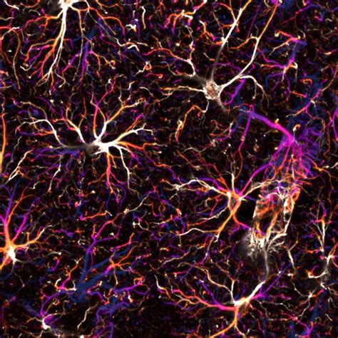 Astrocyte Networks In The Mouse Brain Control Eurekalert