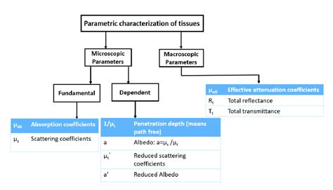 Parametric Characterization Of Tissues On Microscopic And Macroscopic Download Scientific