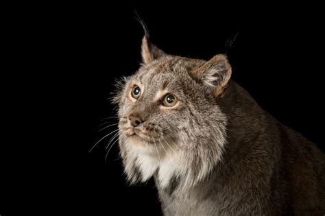 Siberian Lynx Pet