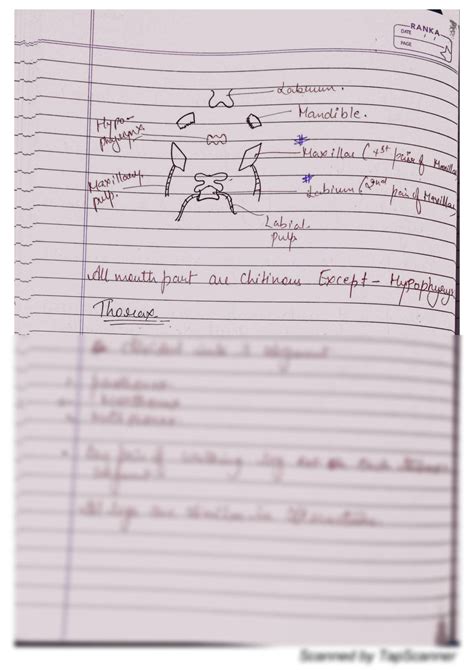 Solution Cockroach Class11 Handwritten Notes All Important Points Are