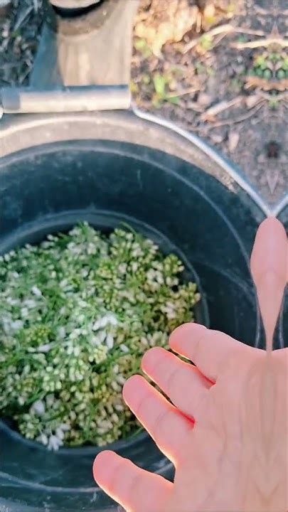 ჯონჯოლის მწნილი♥️джонджол♥️ Youtube