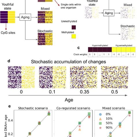 Single Cell Dnam Dynamics During Functional Aging A All Seven Types Download Scientific