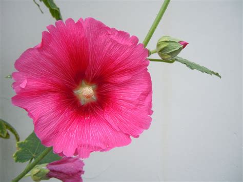 科学网蜀葵花 王栋的博文