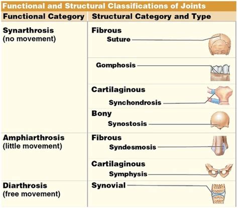 Chapter 8 Joints Flashcards Quizlet