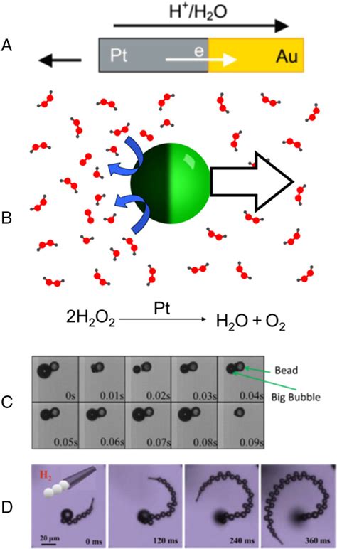 Active Colloids A Schematic For A Bi Metallic Nanorod 12 B