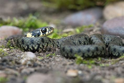 풀뱀 녹색에 대한 스톡 사진 및 기타 이미지 녹색 독이 없는 독치아 Istock