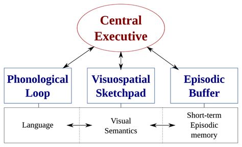 Memory Models In Psychology Understanding Human Memory Cognition Today