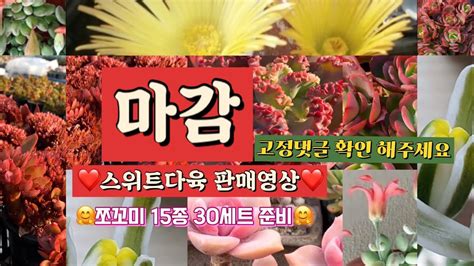 💖오늘도 무조건 역시나 이쁜 스위트다육 💖 다육식물다육식물키우기다육판매다육이다육택배꽃succulentsたにくしょくぶつ Youtube