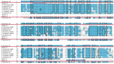 Alignment Of Peptide Sequences From Spot 1 With Likely Homologs Download Scientific Diagram