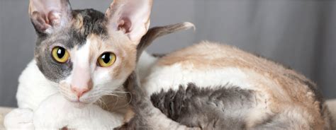 Fur Free Feline Friends 5 Low Shedding Cat Breeds For A Tidy Home