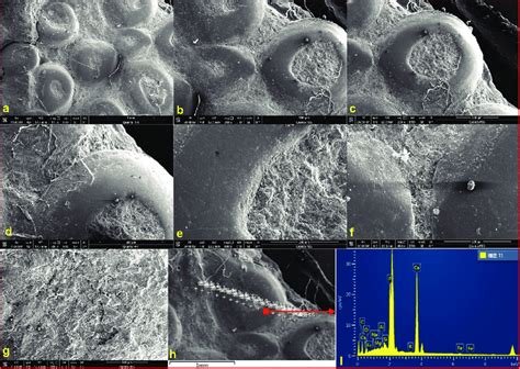 Sem And Energy Spectrum Photos Of Fossilized Fish Teeth A B Photos Of