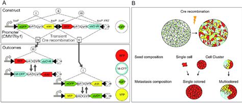 Lineage Tracing Allows Identification Of The Clonal Nature Of Download Scientific Diagram