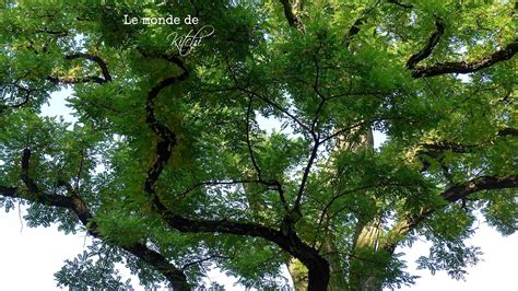 Le Monde De Kitchi Mein Freund Der Baum Robinie
