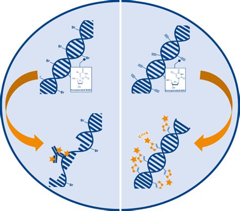 In Vivo Edu Cell Proliferation Assay For Imaging