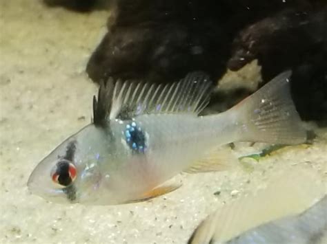 Blue Ram Sex Raquariums
