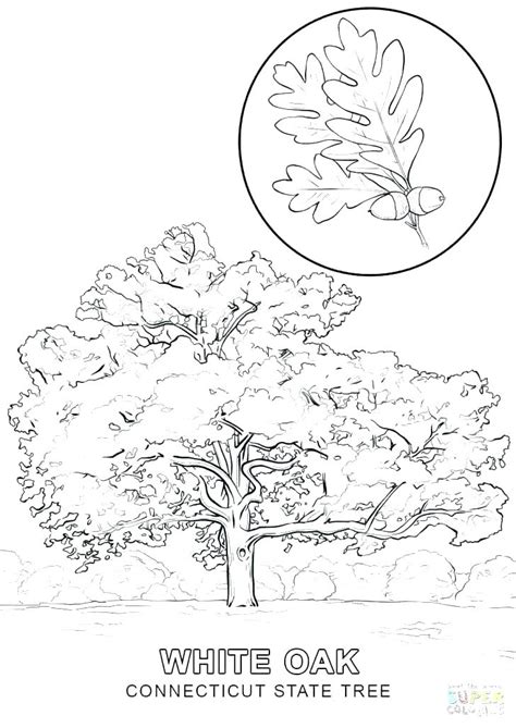 Tree Trunk Coloring Page At GetDrawings Free Download