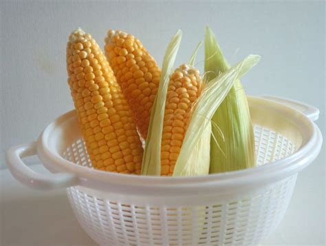 여름철간식 초당옥수수제철은 초당옥수수삶는법 및 보관까지 다 알려드려요 자연맛남 네이버 블로그