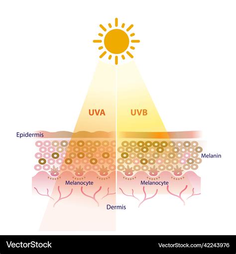 UVA UVB Skin Penetration Royalty Free Vector Image