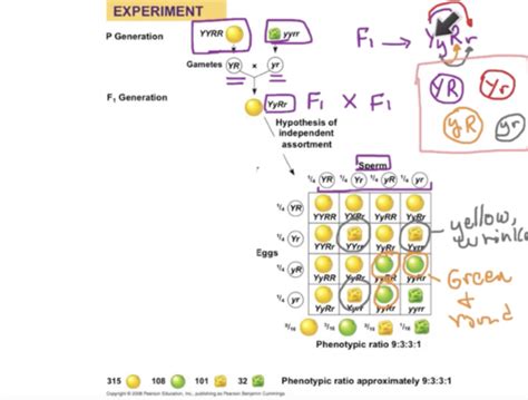 Mcb Chapter 14 Dihybrid Cross X Link Inheritance Flashcards Quizlet