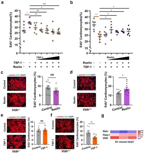 Basic Res Cardiol 同济大学魏珂团队发现tsp 1和reelin通过vldlr调控心脏的生长和修复 Medsci Cn