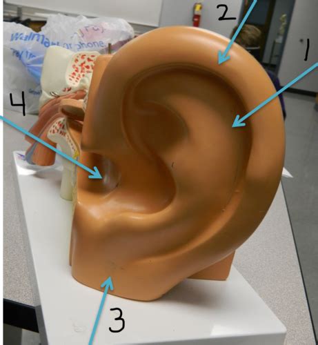 A P II Lab Ear Flashcards Quizlet