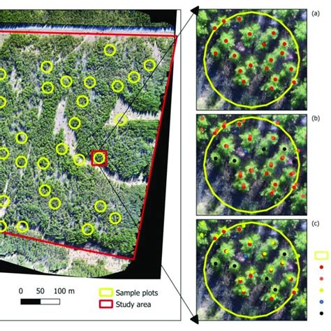 Sample Plots In The Study Area Detail Of Plot N • 4 Identification Of