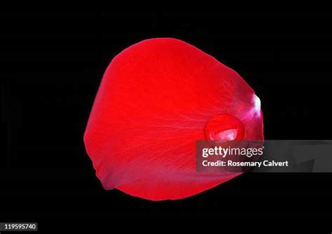 Deep Red Rose Photos And Premium High Res Pictures Getty Images