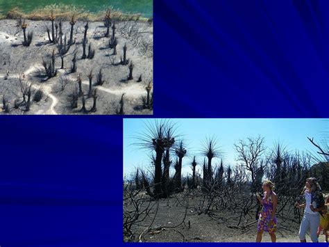 Ανθρώπινες δραστηριότητες που επηρεάζουν το περιβάλλον Ppt κατέβασμα