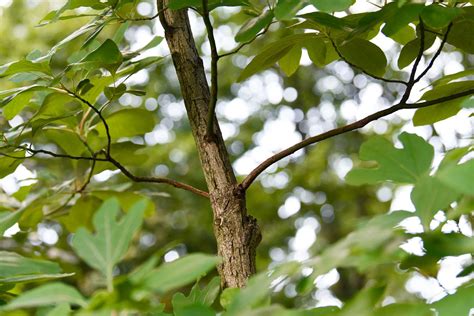 Sassafras Tree Care Sassafras Tree Southern Native Trees