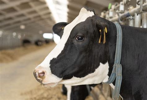 Cómo Tratar 2 Tipos De Indigestión En Bovinos Contexto Ganadero