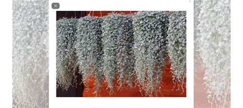 Дихондра серебристая купить в Красноярске Товары для дома и дачи Авито