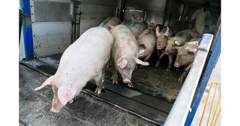 Вместо свине предлагат на литовските фермери да отглеждат пуйки и зайци Български Фермер