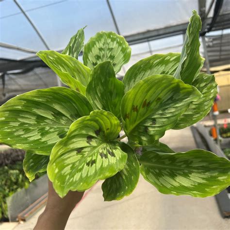 Kaempferia Fanciful Peacock™ Shazam Peacock Ginger 45 Pot Little Prince Of Oregon Nursery