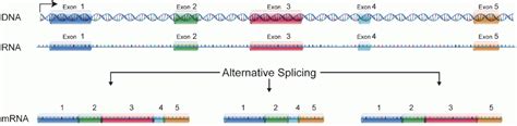 Rna Seq Analysis With Bioconductor Introduction To Rna Seq