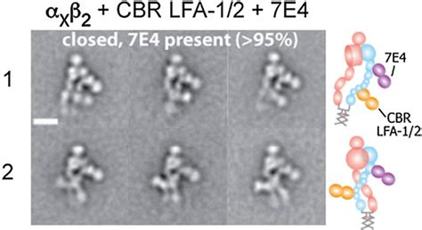 Figure 1 From Requirement Of Open Headpiece Conformation For Activation Of Leukocyte Integrin