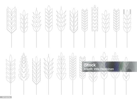 시리얼 곡물 스파이크 아이콘 모양 세트입니다 농업 식품 로고 기호입니다 벡터 일러스트 이미지입니다 흰색 배경에 격리 귀리 유청 보리 호밀 아이콘에 대한 스톡 벡터 아트 및