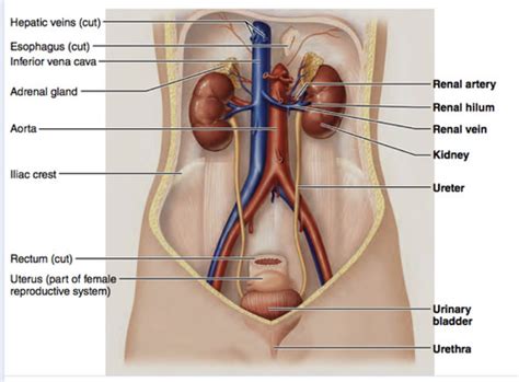 Glomerular Structure And Function Part Flashcards Quizlet