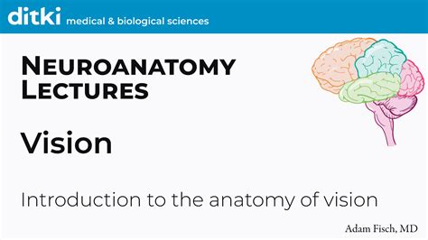 Neuroanatomy Vision Slides Ditki Medical And Biological Sciences