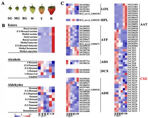 Ijms Special Issue Horticultural Crop Improvement A New Era For Plant Molecular Research
