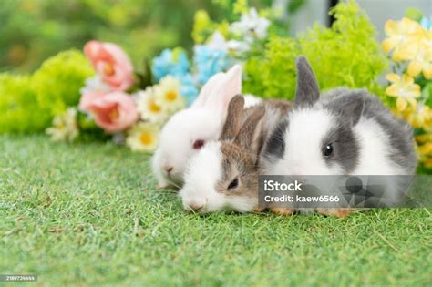 세 가지 사랑 스러운 푹신한 아기 토끼 토끼 가 보케 자연 배경 위에 푸른 잔디 꽃에 함께 장난스럽게 앉아 있습니다 털이 많고 귀여운 갓 태어난 가족 토끼 털이 많은 토끼가