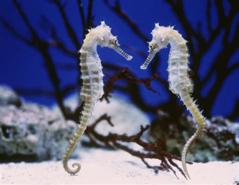 10 Fascinating Examples Of Sexual Reproduction In Nature