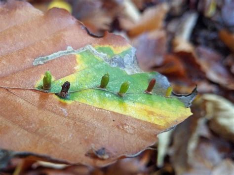 Hairy Beech Gall Naturespot