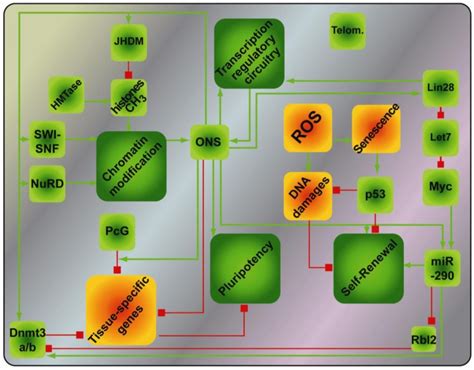 Interactions Between The Different Cellular Processes That Regulate Download Scientific Diagram