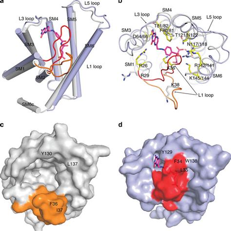 Conformational Differences Of Folt In Substrate Bound And Download
