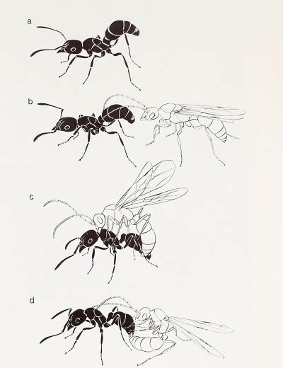 Nuptial Flights And Mating Antwiki