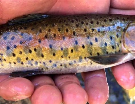 Fish Species Extinct For 100 Years Is Brought Back To Life